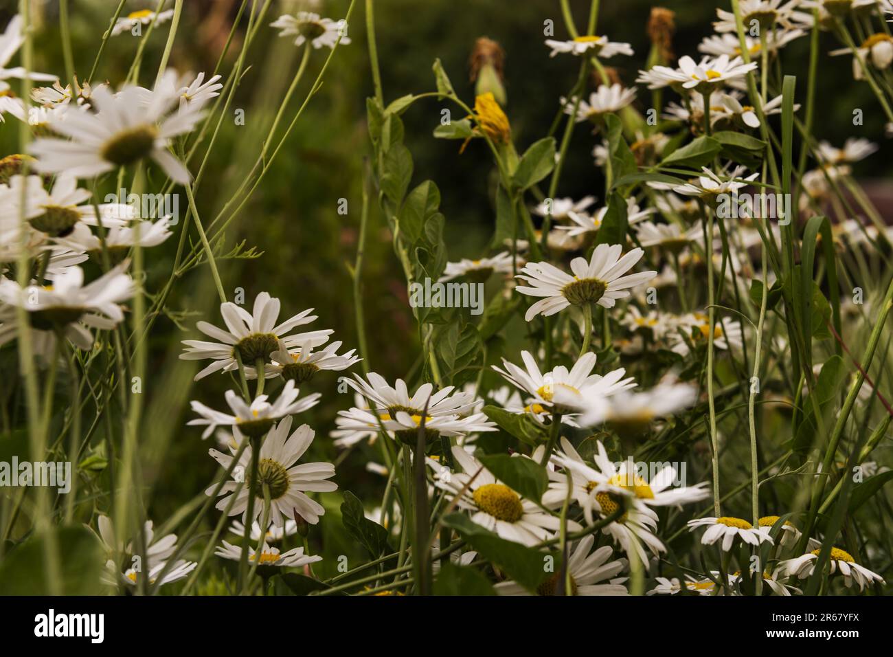 Flower native to north africa hi-res stock photography and images - Alamy