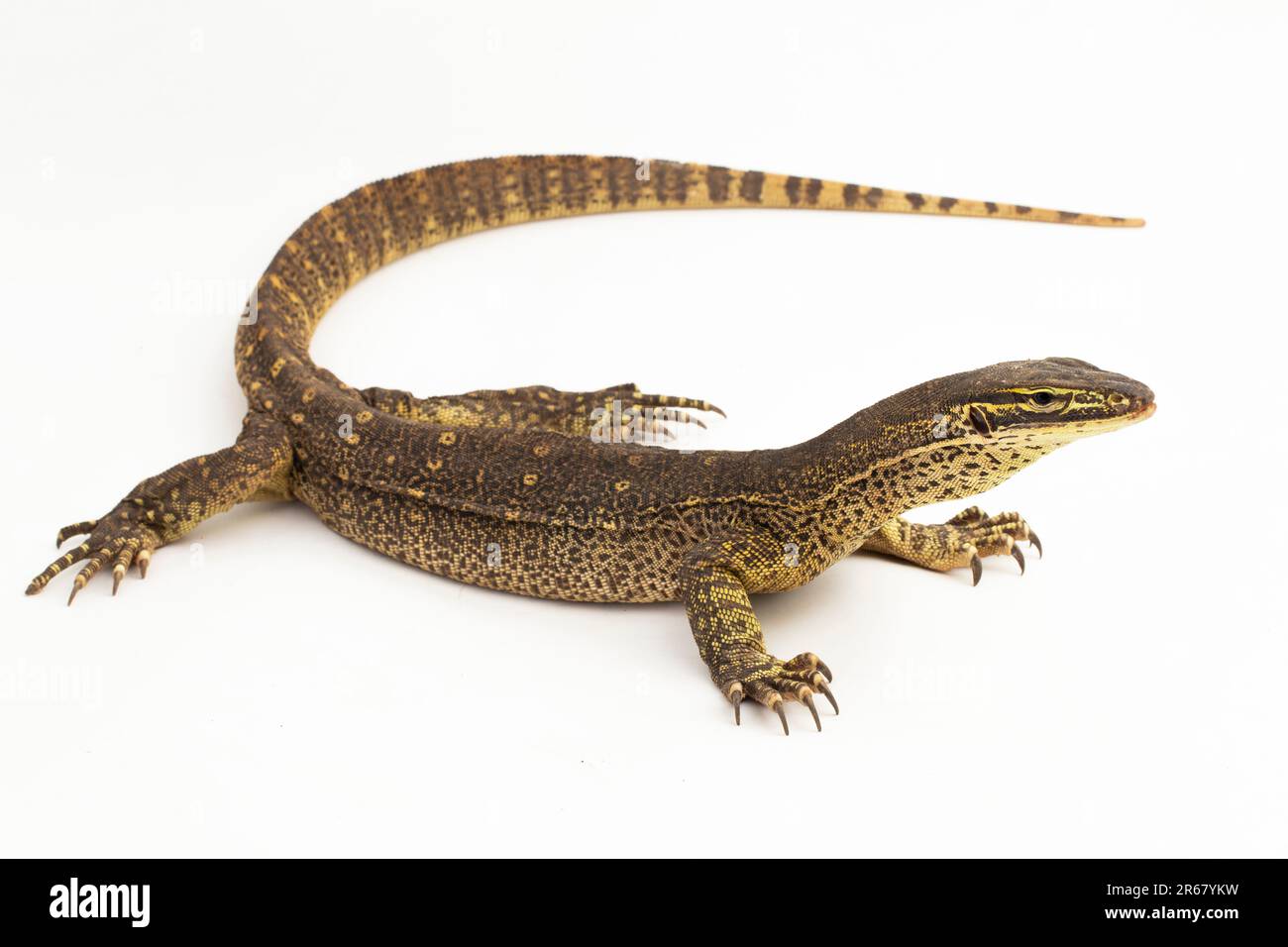 The yellow-spotted monitor or New Guinea Argus monitor Varanus panoptes ...