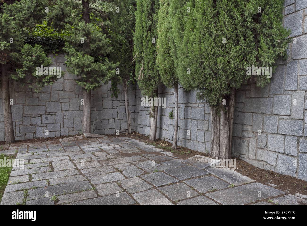 A walled corner of a park with cypress trees raising the stone tiles ...