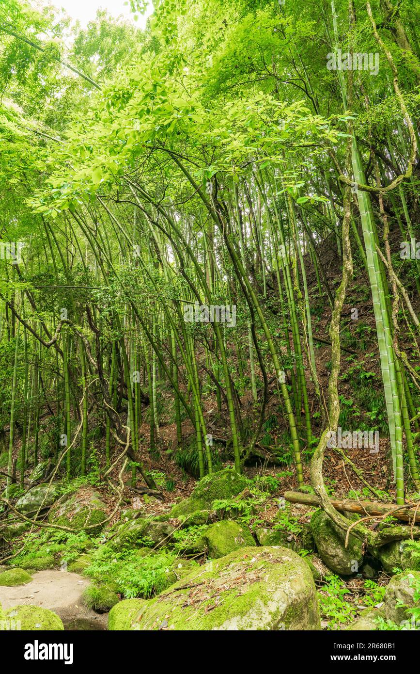 Hananukigawa hi-res stock photography and images - Alamy