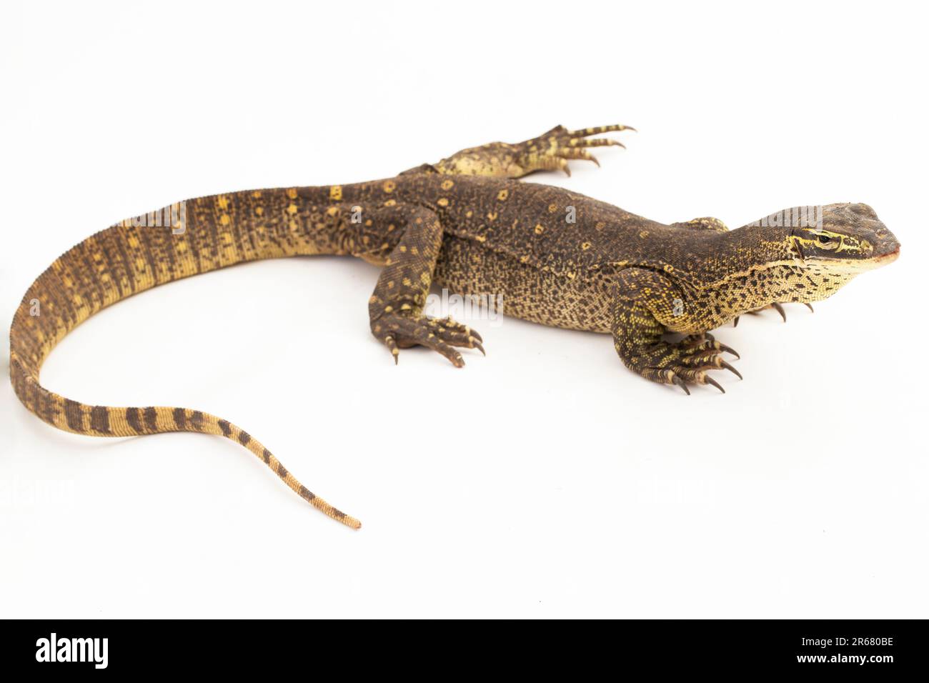 The yellow-spotted monitor or New Guinea Argus monitor Varanus panoptes ...