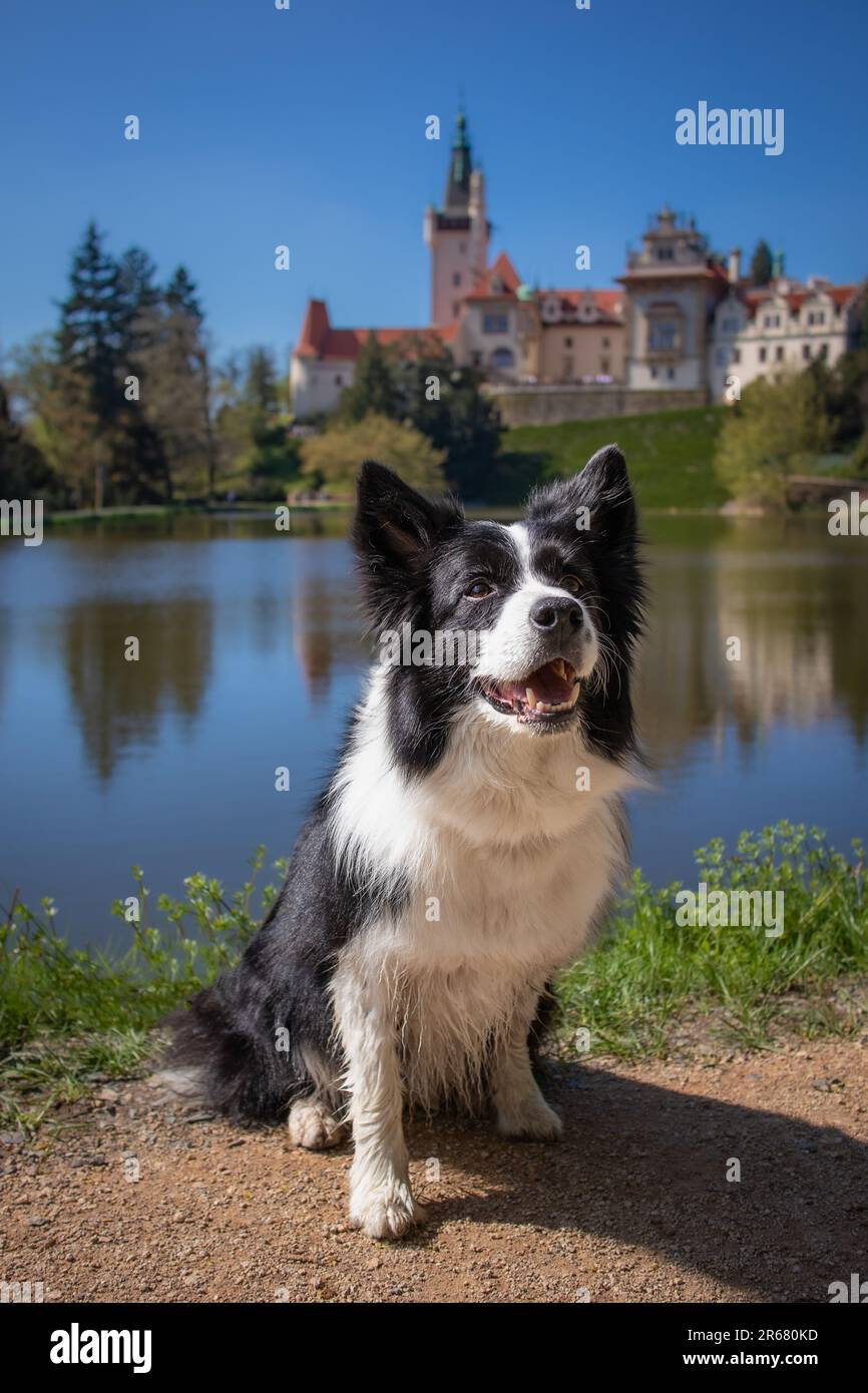 Border Collie Smiles in Pruhonice Park during Sunny Day. Vertical ...
