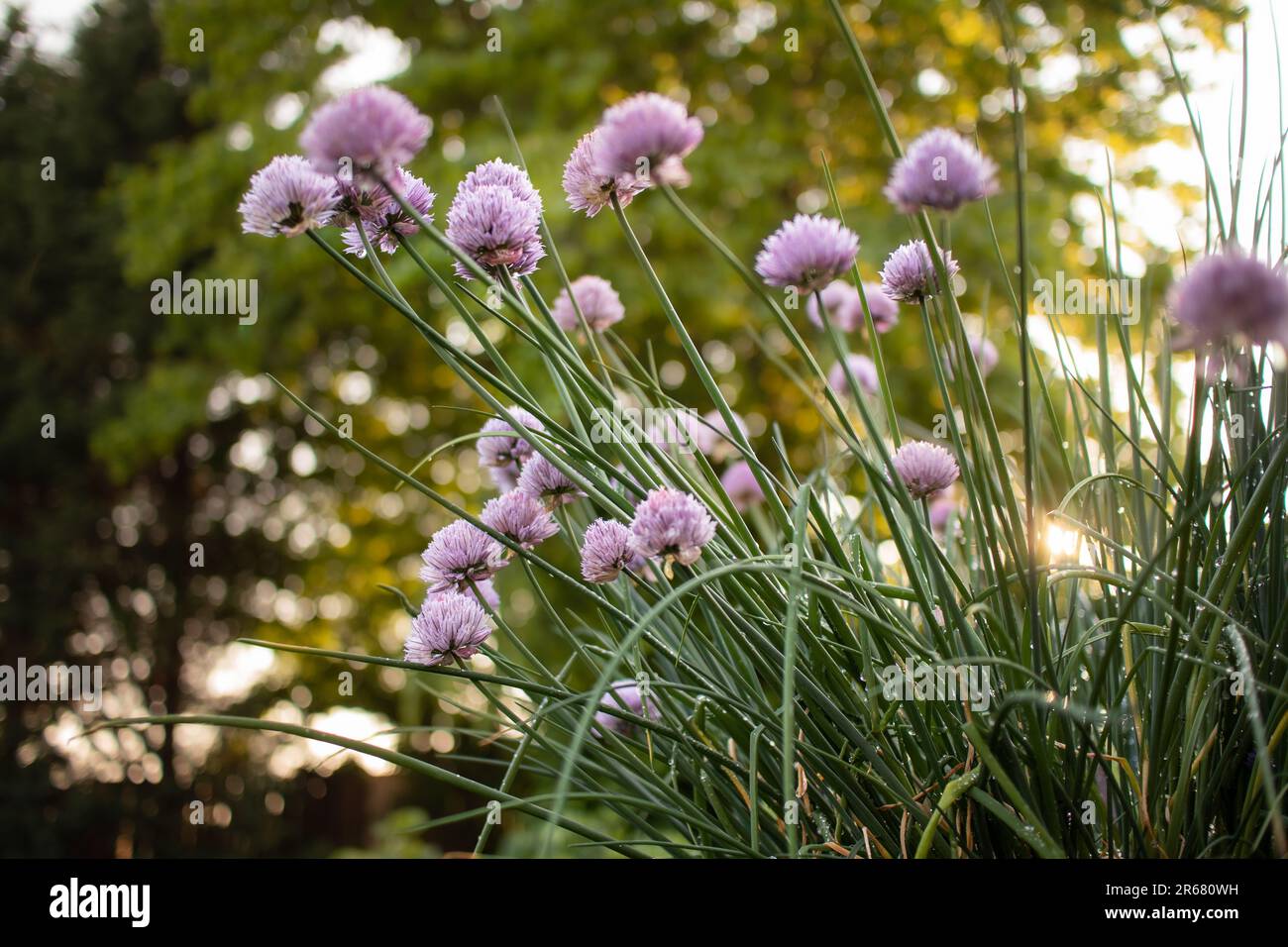 Garden Scene of Chives Plant Outside. Shallow Depth of Field of Allium ...