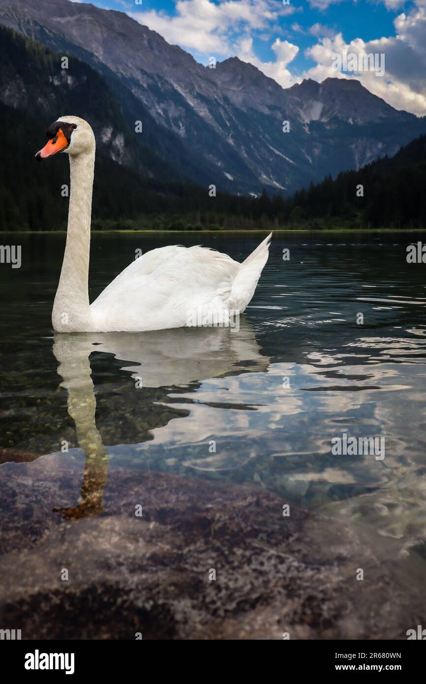 Vertical Portrait of Mute Swan in European Jagersee. Cygnus Olor in ...