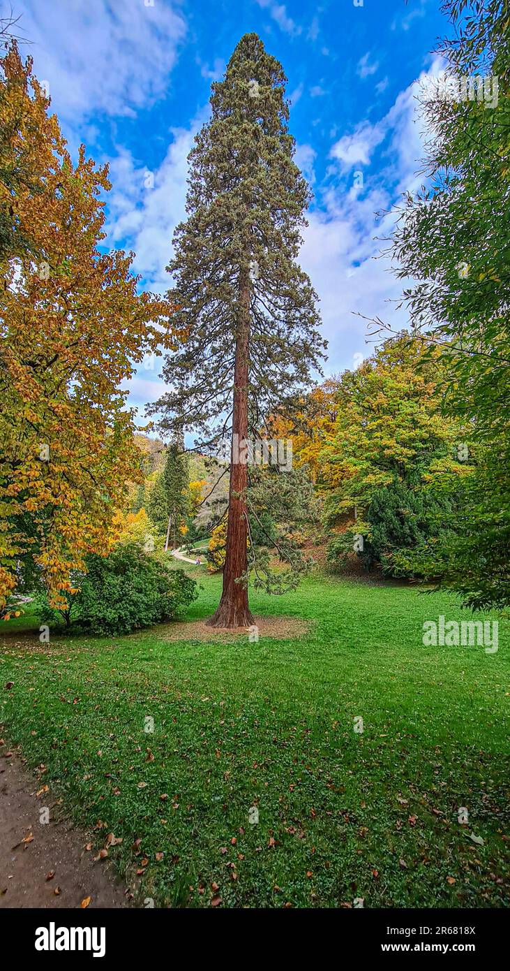 Picture of an old and tall tree in a German park during daytime Stock ...