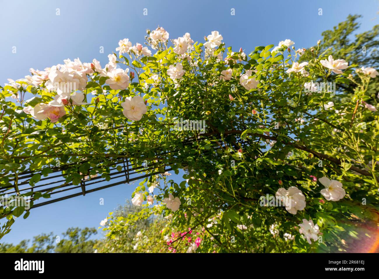 Glowing pale scented roses (Rosa) in the Parc floral de Paris, France ...