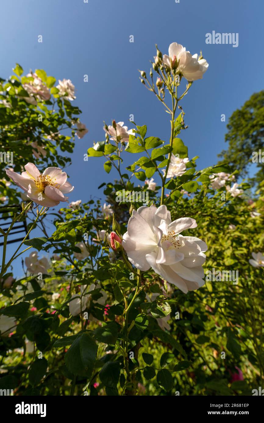 Glowing pale scented roses (Rosa) in the Parc floral de Paris, France ...