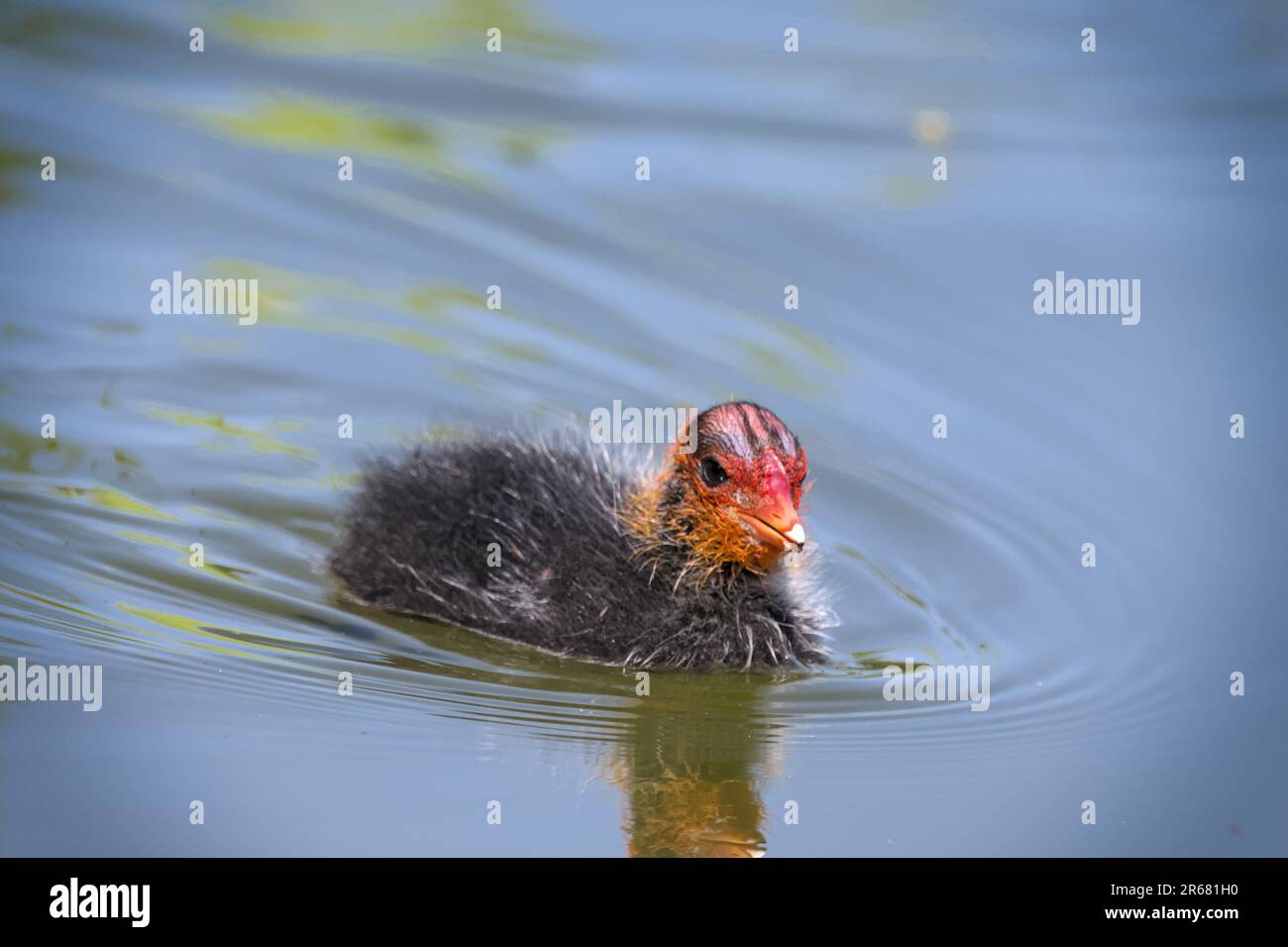 duckling of a coot with a red face Stock Photo - Alamy