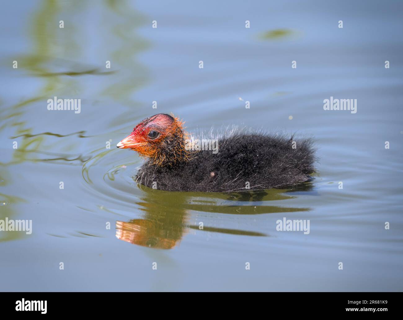 duckling of a coot with a red face Stock Photo - Alamy