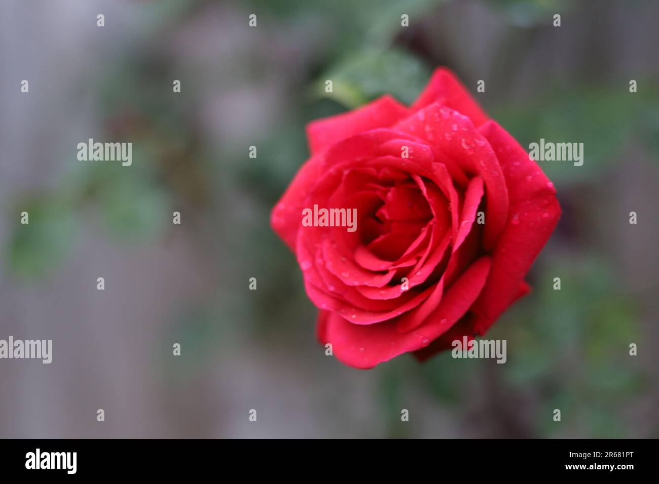 Red Rose flower plant Stock Photo - Alamy