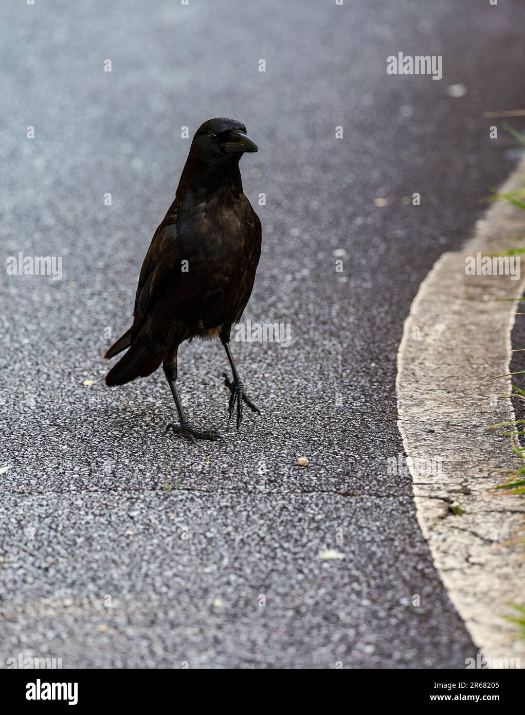 Photos of crows hi-res stock photography and images - Alamy