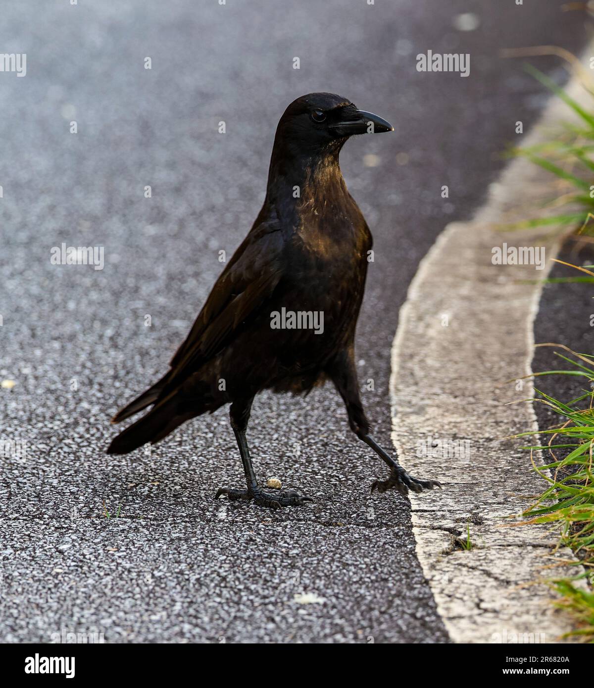 Crow picture hi-res stock photography and images - Alamy
