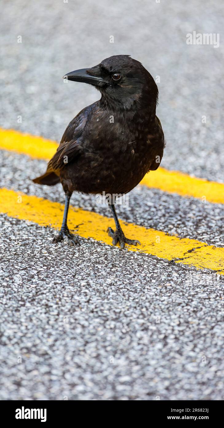 Pic crow hi-res stock photography and images - Alamy