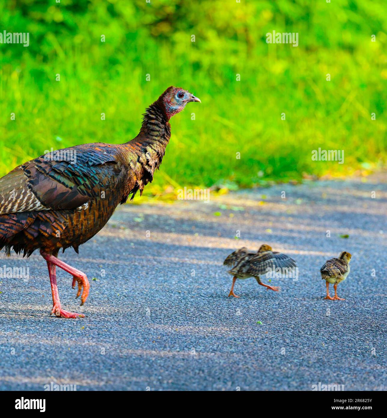 Wild turkey flock hi-res stock photography and images - Alamy
