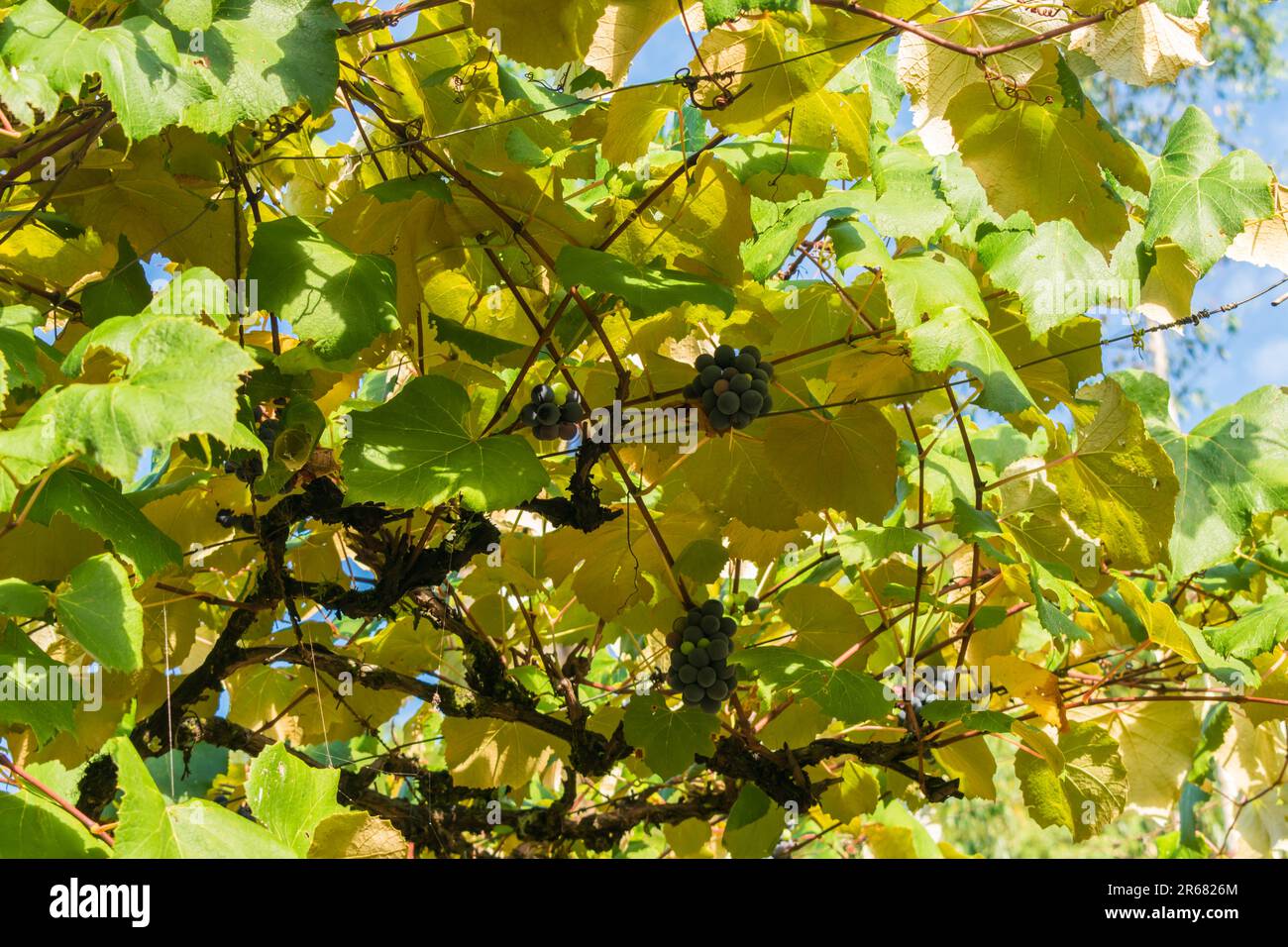 Ripe bordo grapes (Vitis labrusca) in Sao Francisco de Paula, Brazil ...