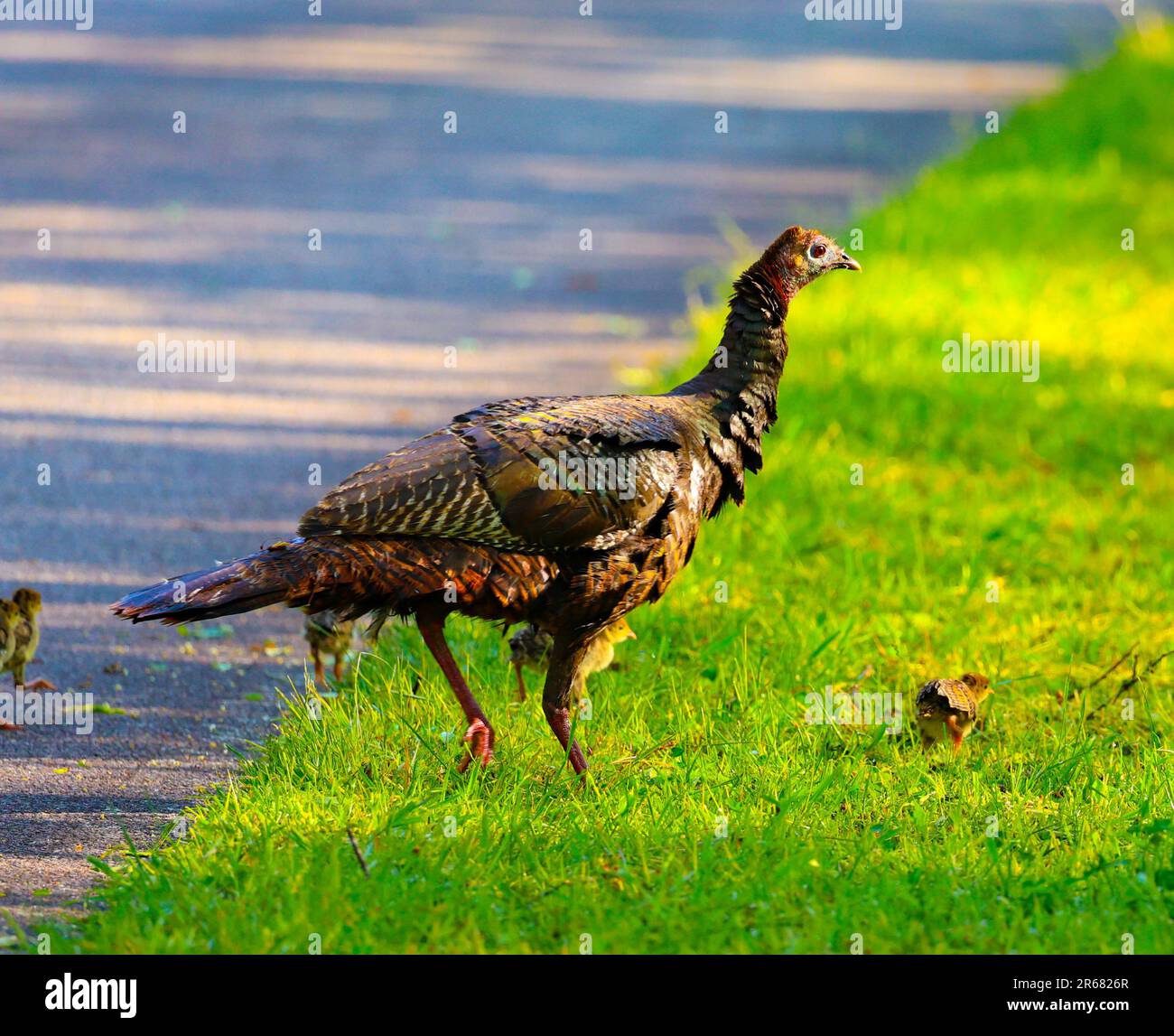 Turkey and baby hi-res stock photography and images - Alamy