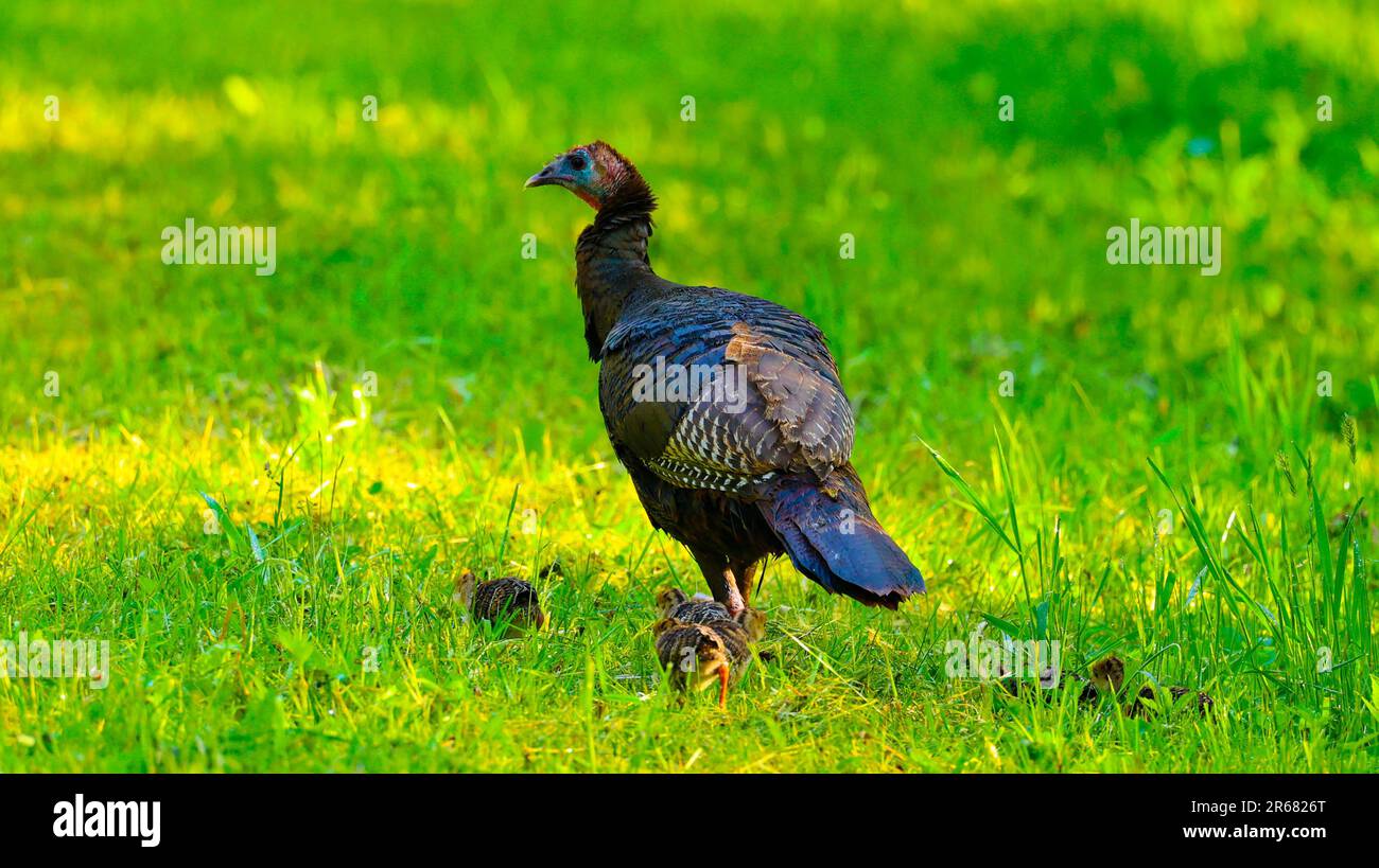 Wild Turkey Family Stock Photo - Alamy