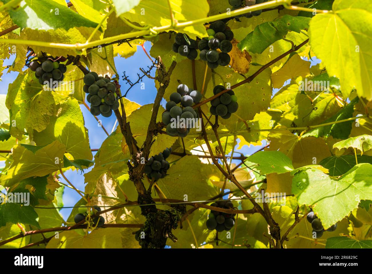 Ripe bordo grapes (Vitis labrusca) in Sao Francisco de Paula, Brazil ...