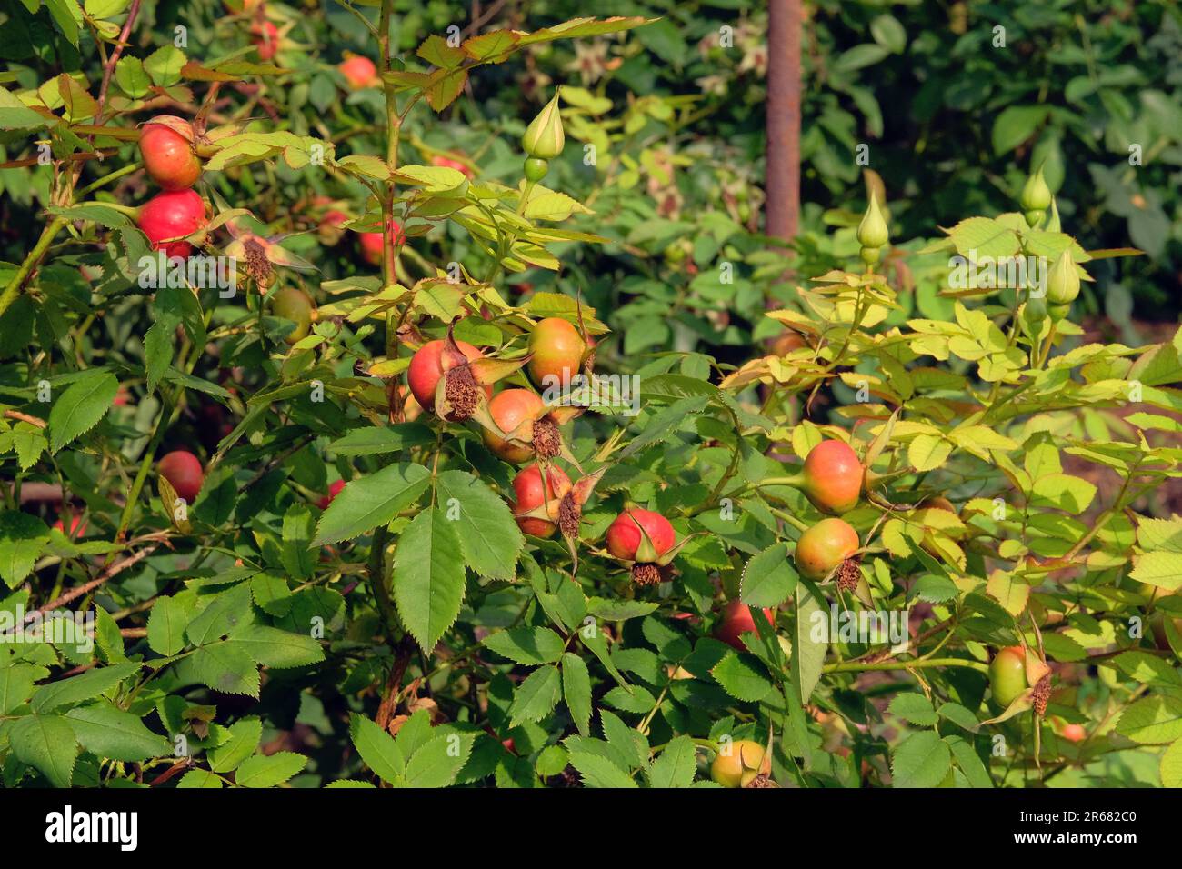 Rose seeds hi-res stock photography and images - Alamy