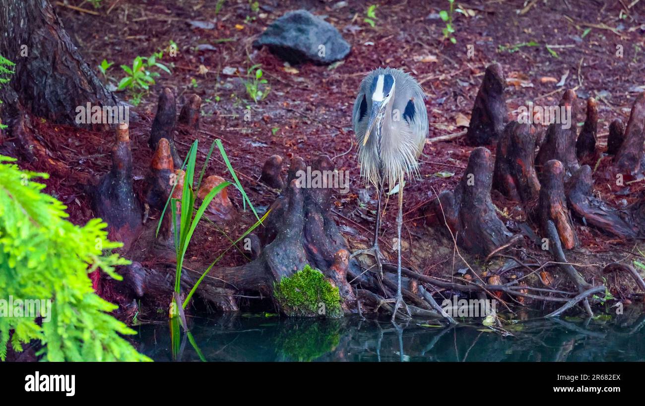 Wildlife great blue heron bird hi-res stock photography and images - Alamy