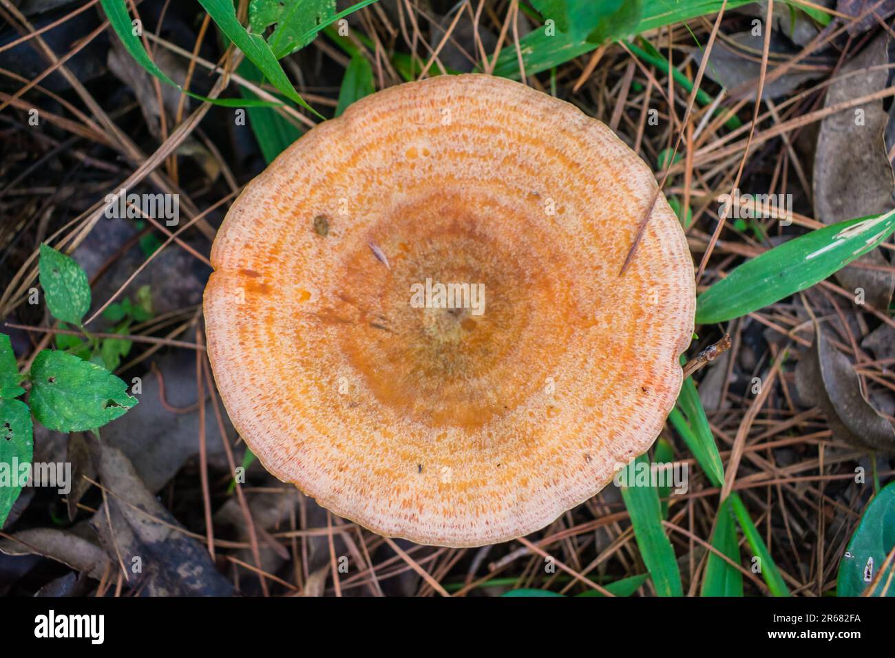 Lactarius deliciosus (Saffron milk cap) mushroom associated with Pinus ...