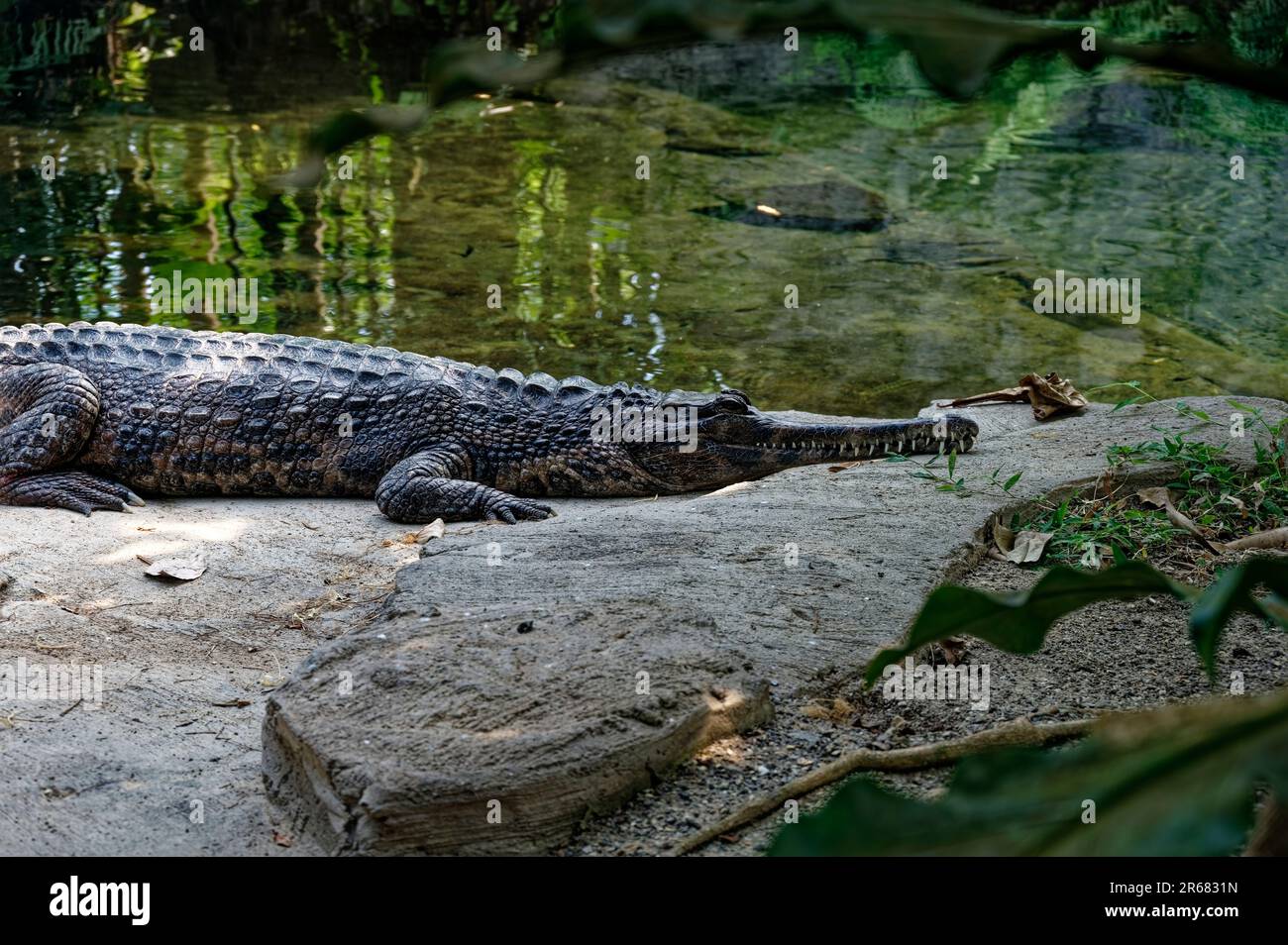 An alligator resting on a rock near the water Stock Photo - Alamy