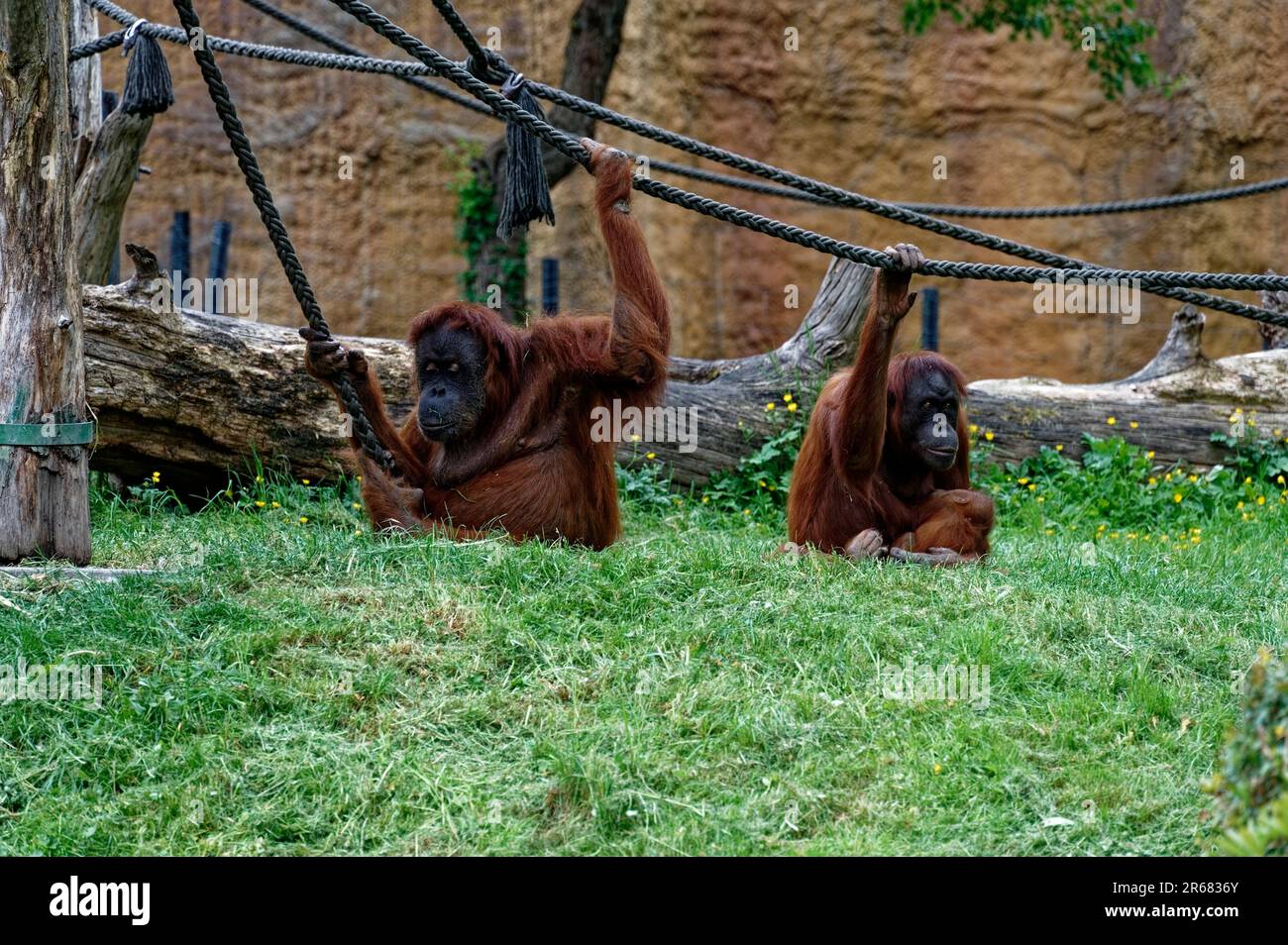 Two young orangutans hi-res stock photography and images - Alamy