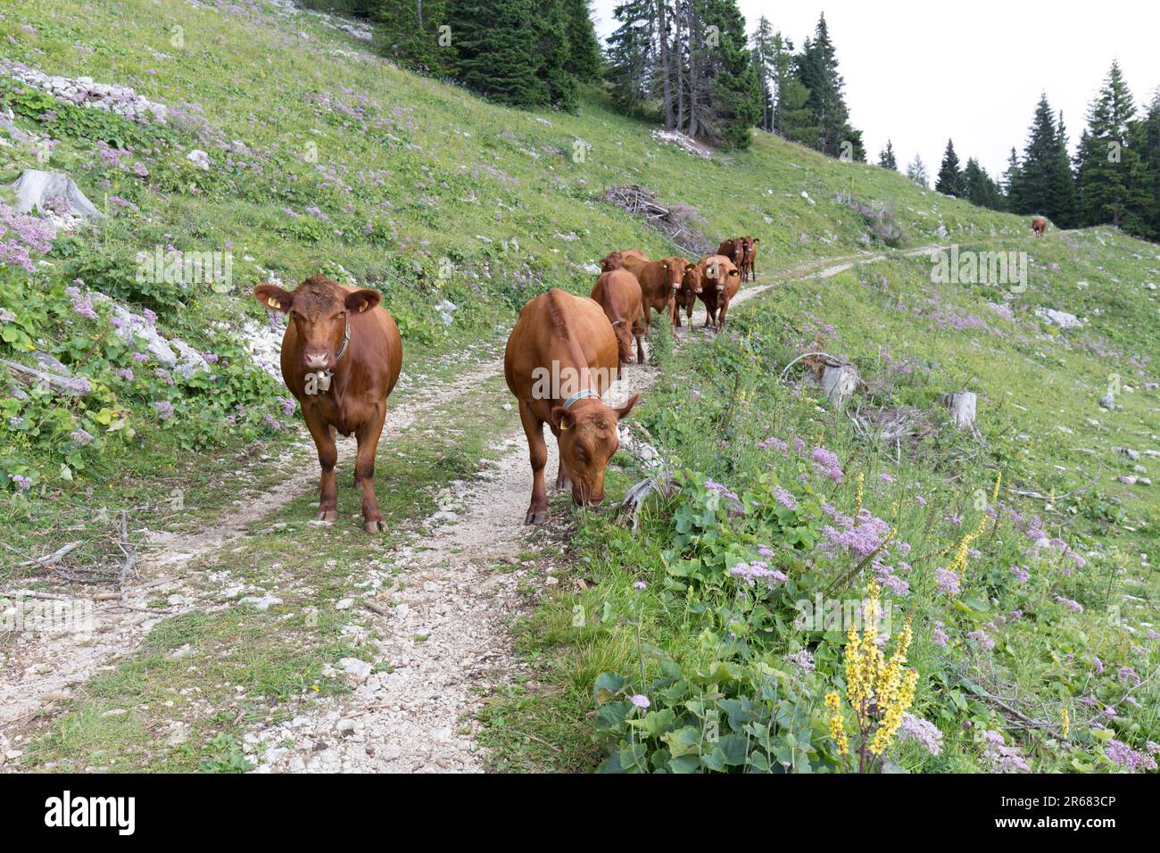 View of red cows in Aosta valley during summer Stock Photo - Alamy