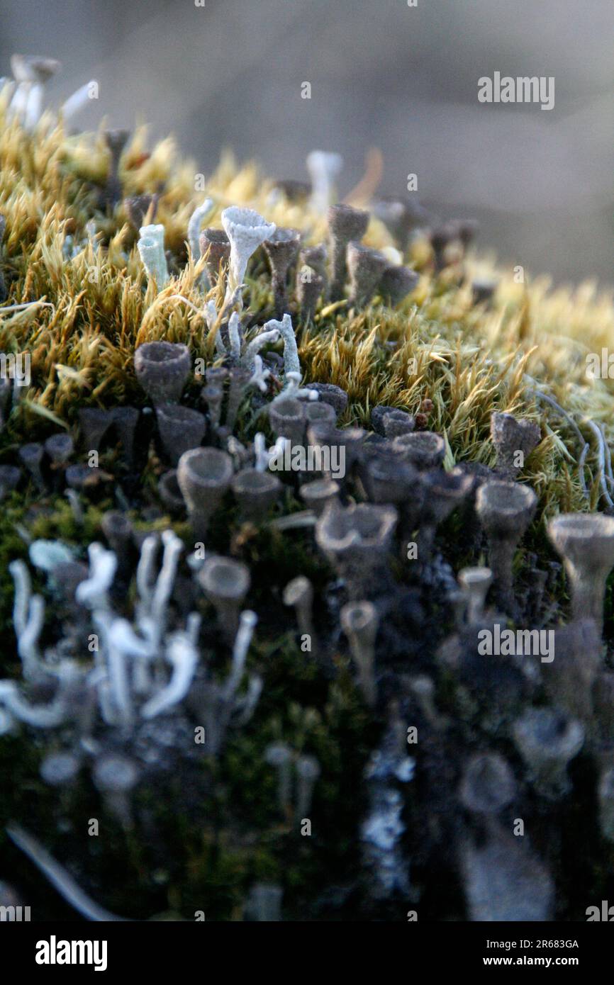 A close-up image of a moss plant with a stem covered in small white ...