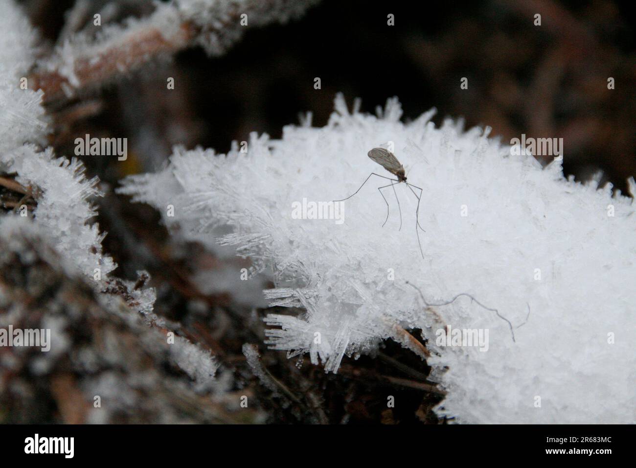 A close-up shot of a frosty winter landscape featuring a patch of grass ...