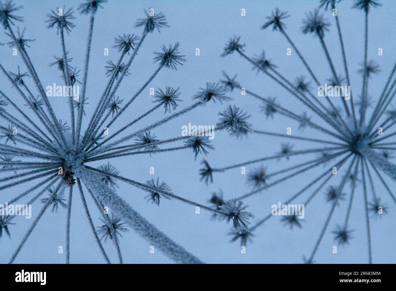 Flourishingplant hi-res stock photography and images - Alamy