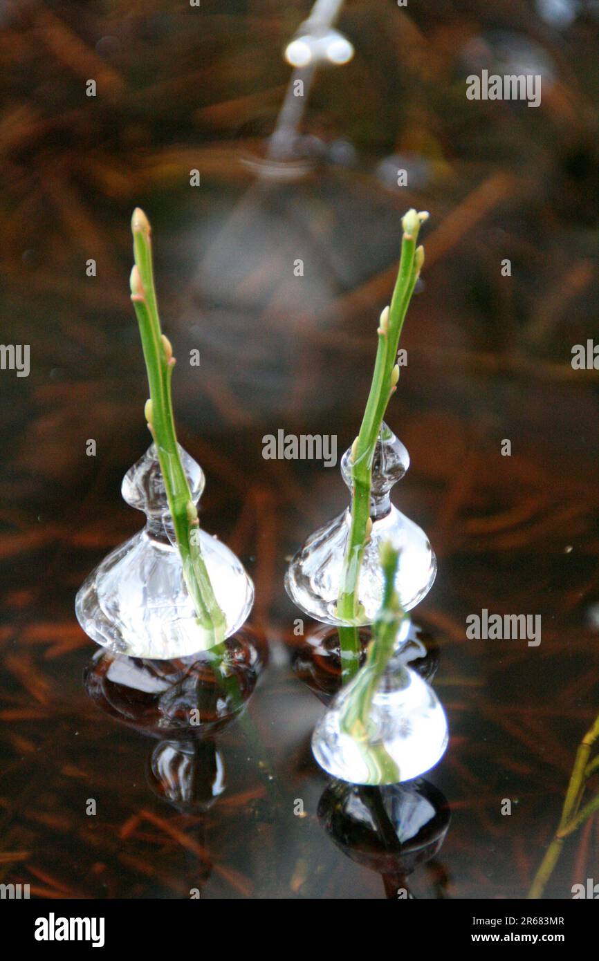 Two stems of flowers encased in ice floating atop a body of water Stock ...