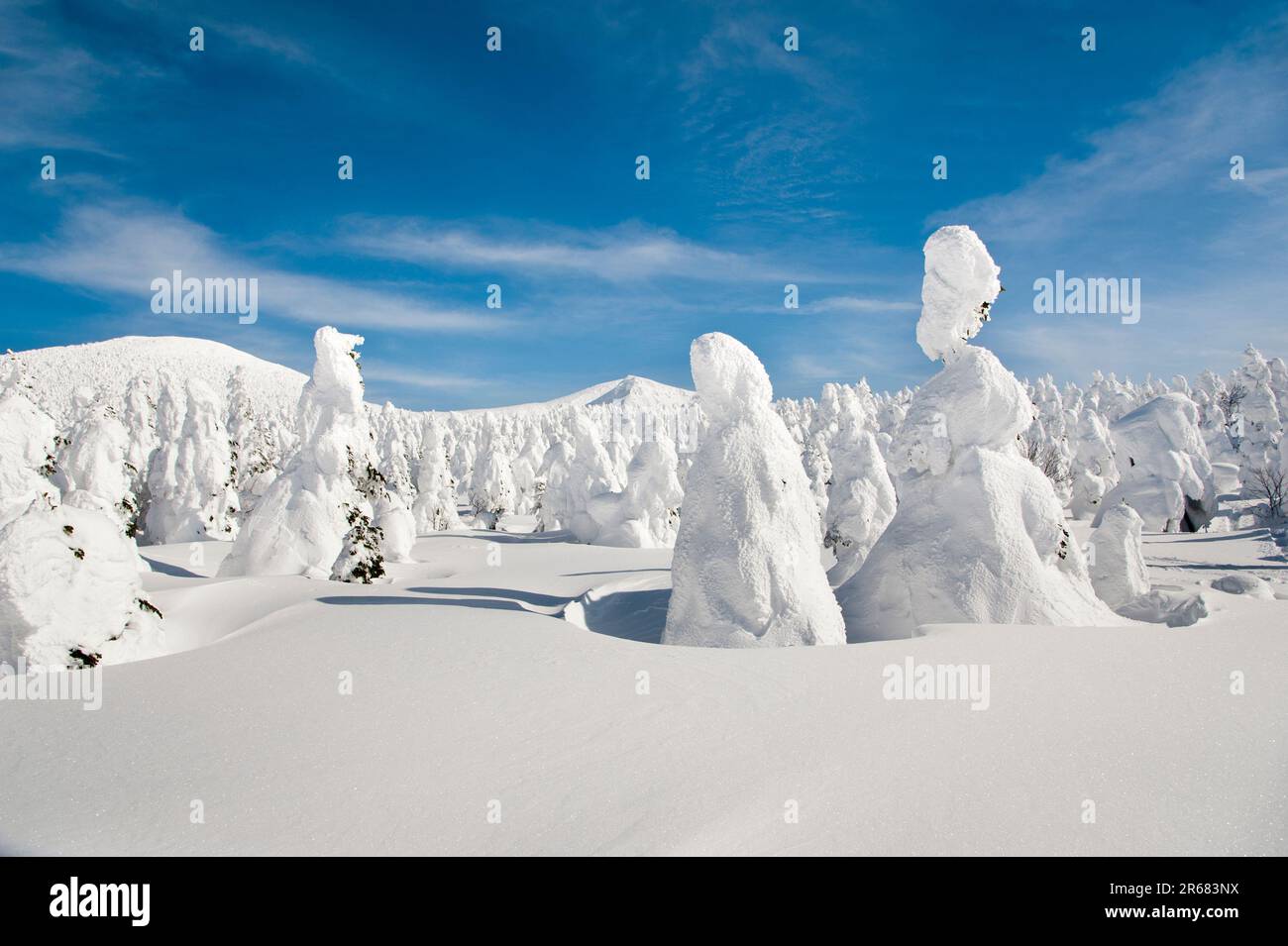 Frost covered trees in Zao Stock Photo - Alamy