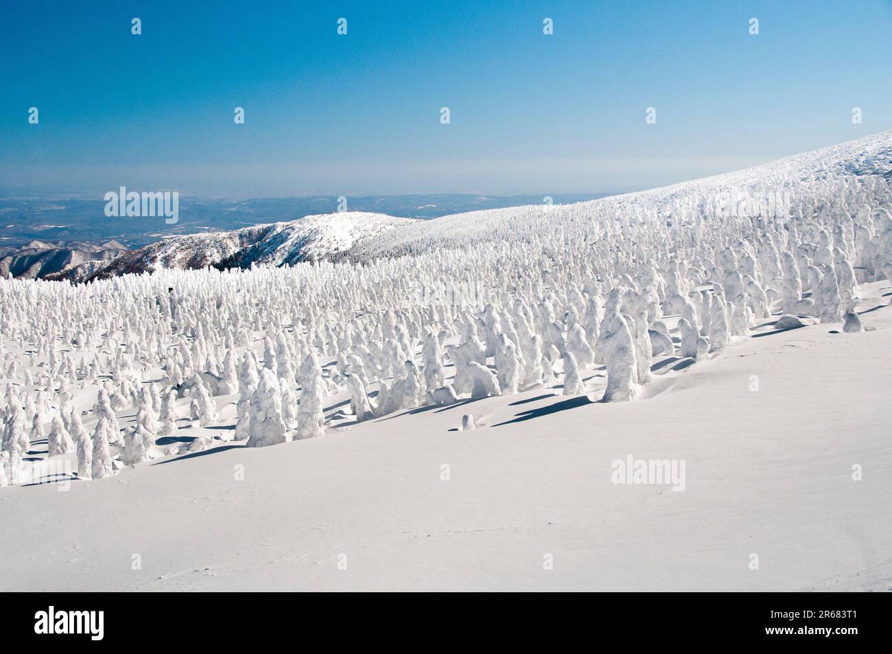 Frost covered trees in Zao Stock Photo - Alamy