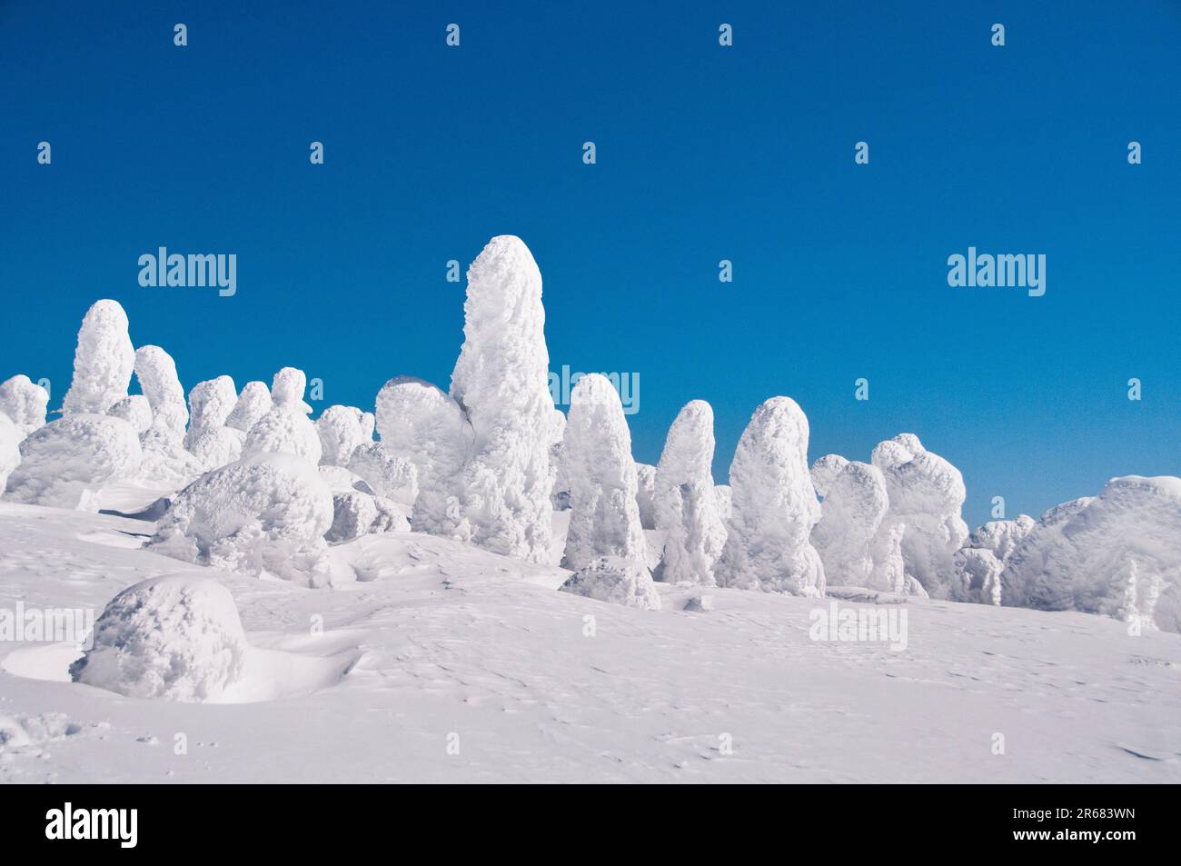Frost covered trees in Zao Stock Photo - Alamy