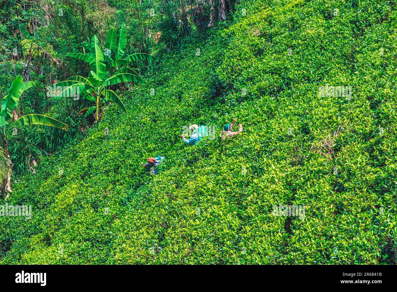 The local Sri Lankan women picking tea in a plantation Stock Photo - Alamy