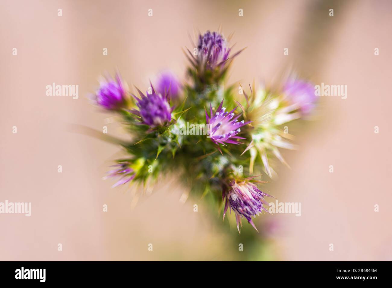 macro photography of wild flower thistle in the field Stock Photo - Alamy
