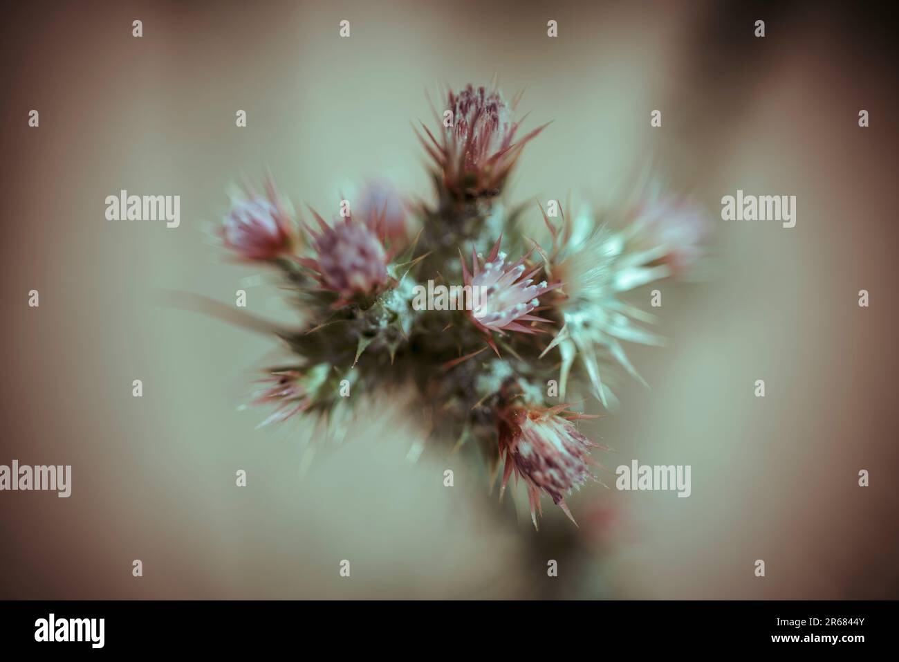 macro photography of wild flower thistle in the field Stock Photo - Alamy