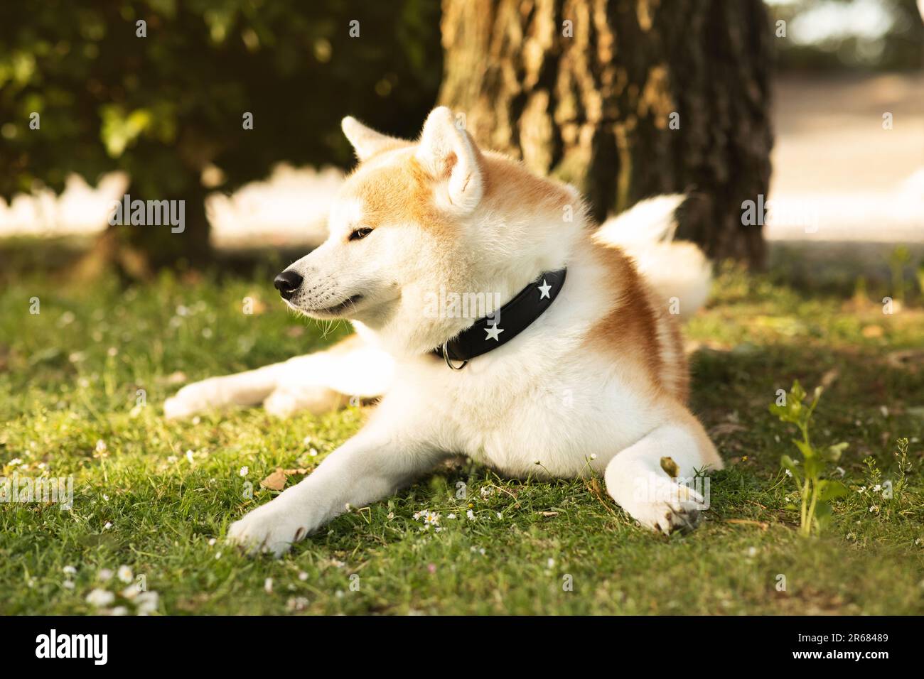 Happy cute fluffy dog akita lying on grass, enjoy free time in park ...