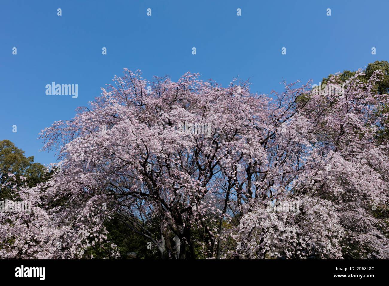 Shidare cherry blossoms Stock Photo - Alamy