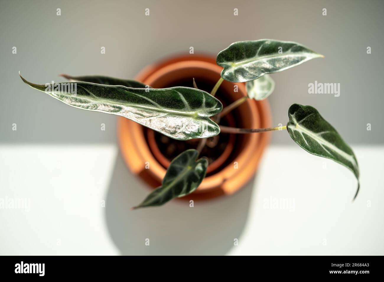 Small Alocasia Bambino plant in clay pot on windowsill top view soft ...