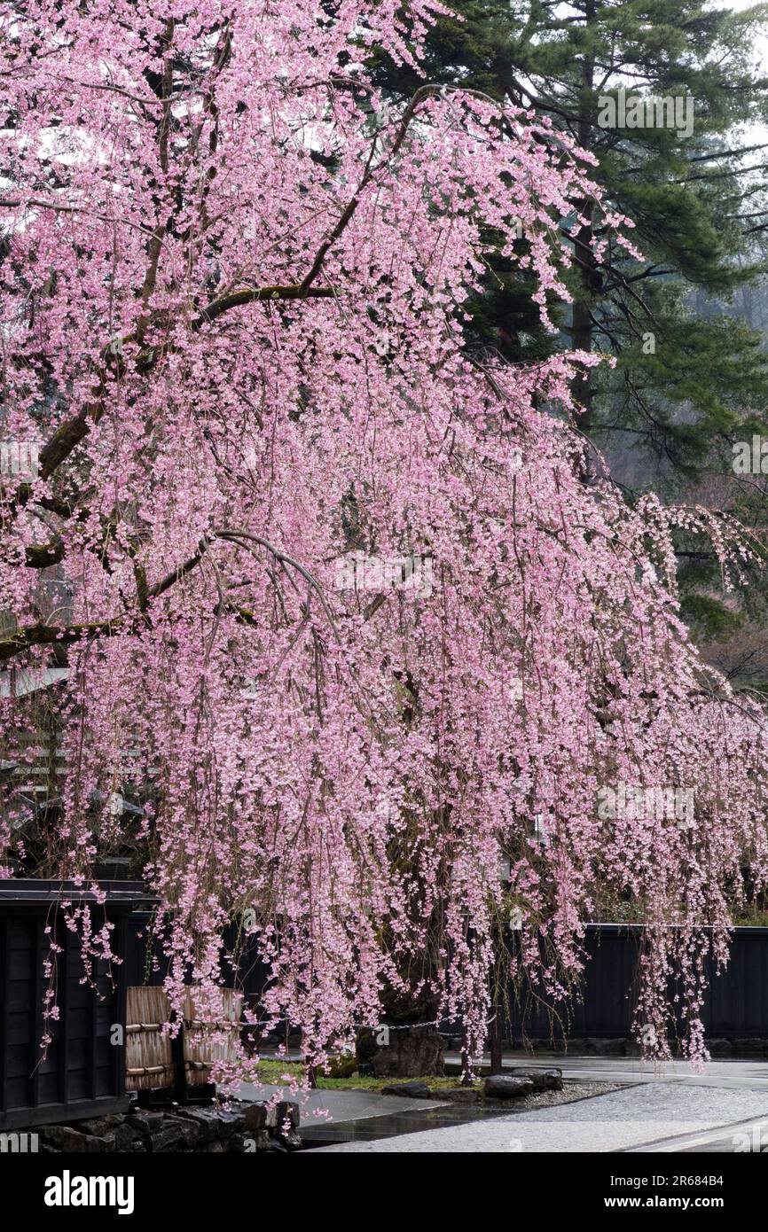 Shidare cherry blossoms hi-res stock photography and images - Alamy