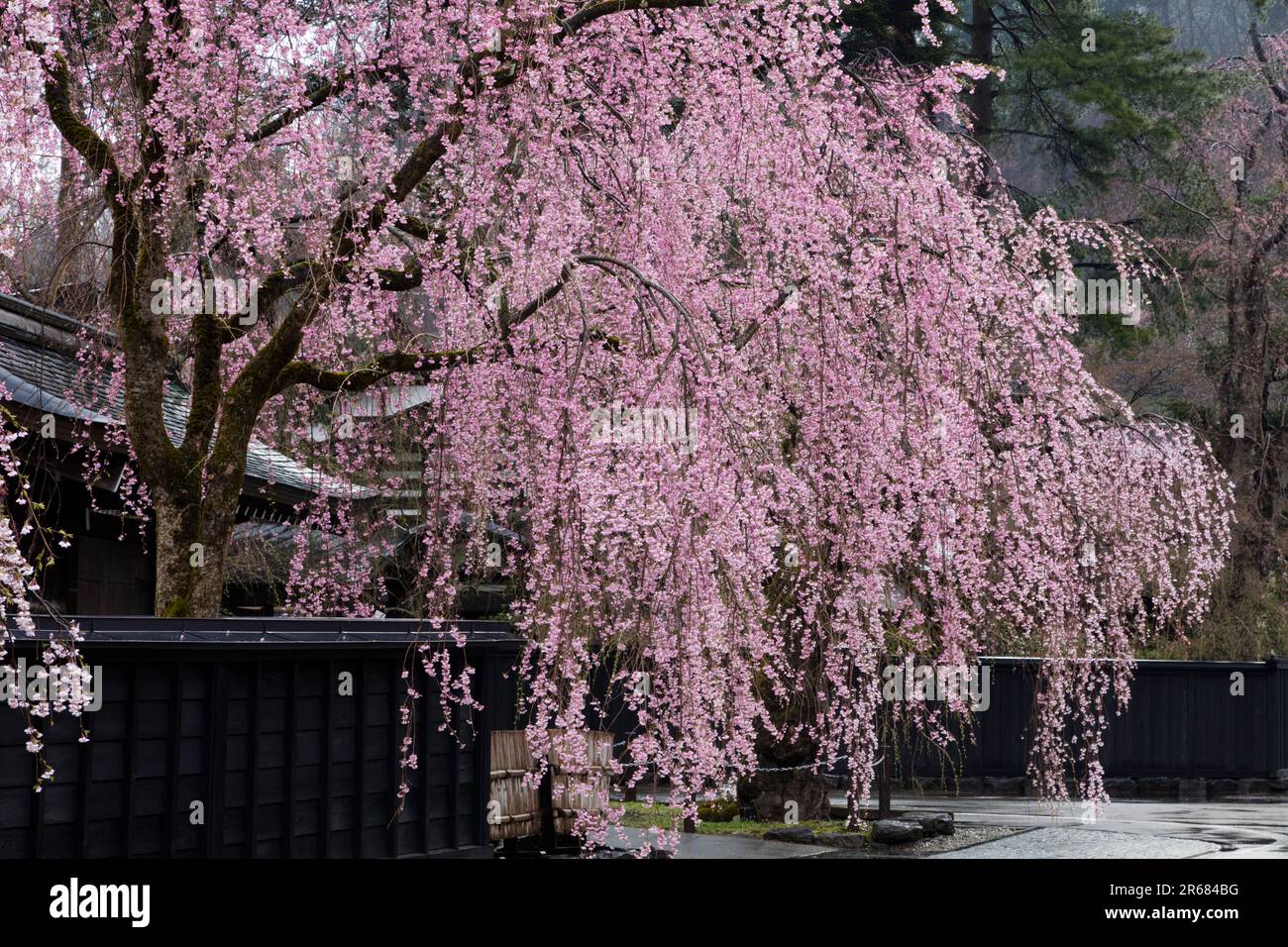 Brilliant cherry blossoms hi-res stock photography and images - Alamy