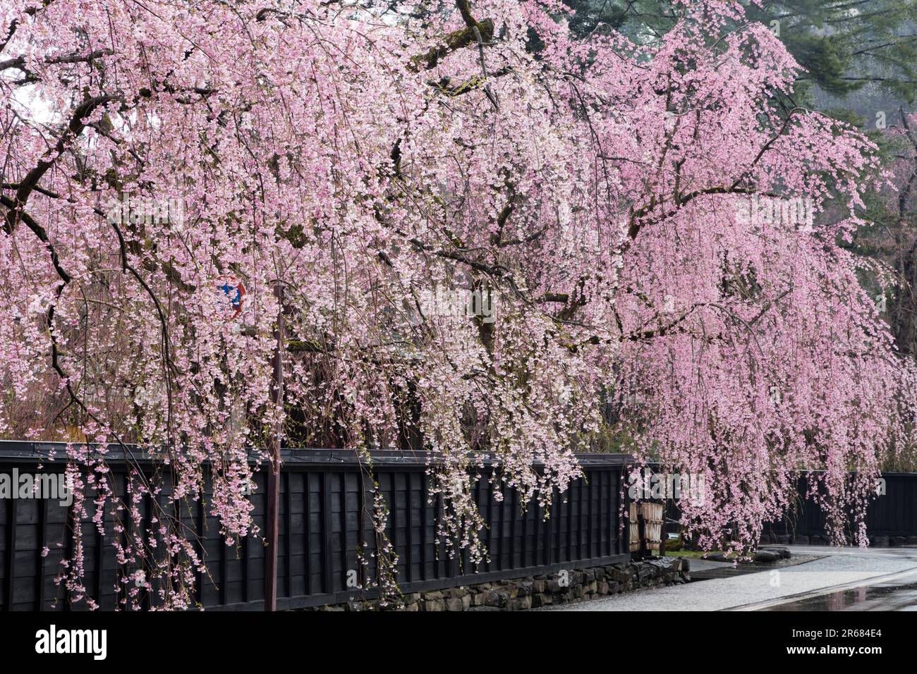 Shidare cherry blossoms hi-res stock photography and images - Alamy