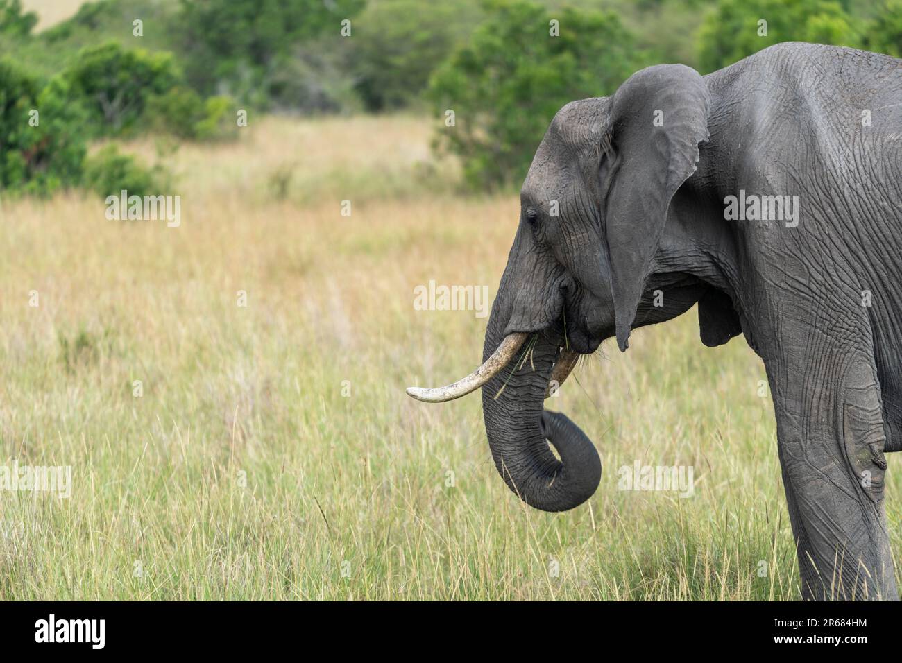 Side profile portrait of an African Elephant in Masai Mara in Kenya ...