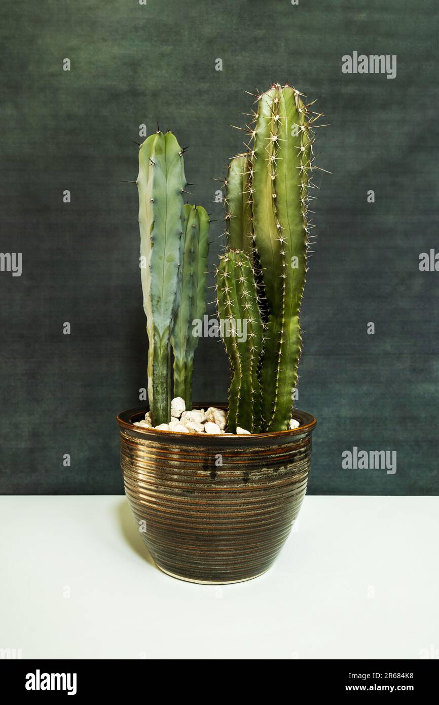 There are between 40 or 50 species of Cereus and among the best known ...