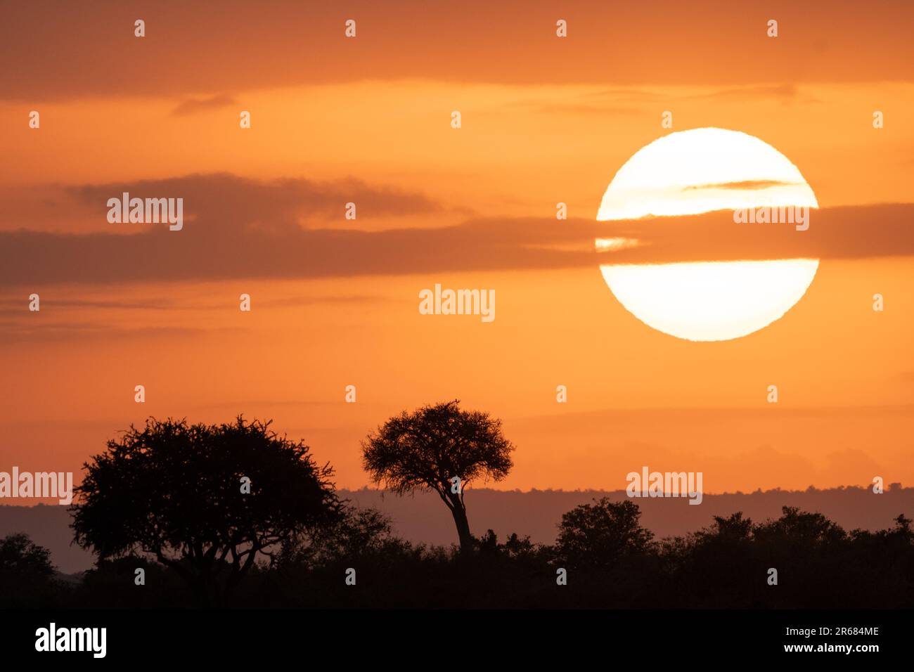 Sunrise in the Masai Mara of Kenya Africa, featuring a colorful orange ...