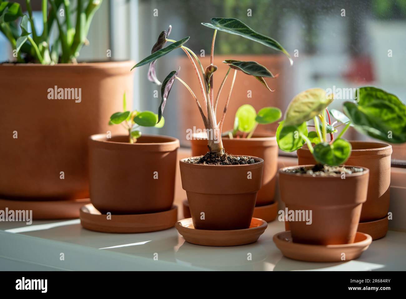 Small Alocasia and Pilea plant in clay pots on windowsill at home Stock ...