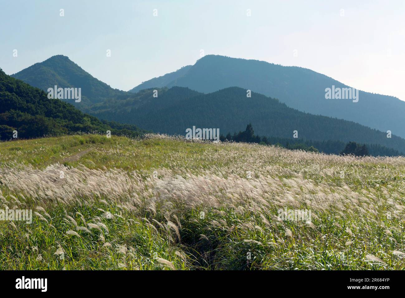 Soni plateau japanese grass soni hi-res stock photography and images ...