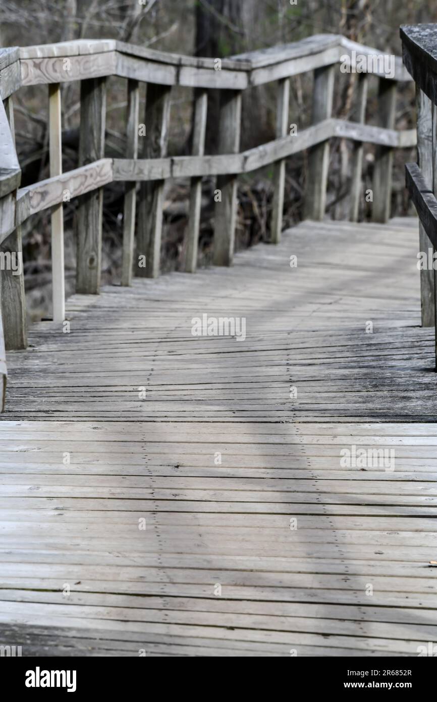 Wooden boardwalk foot bridge with railing through the wooded hiking ...